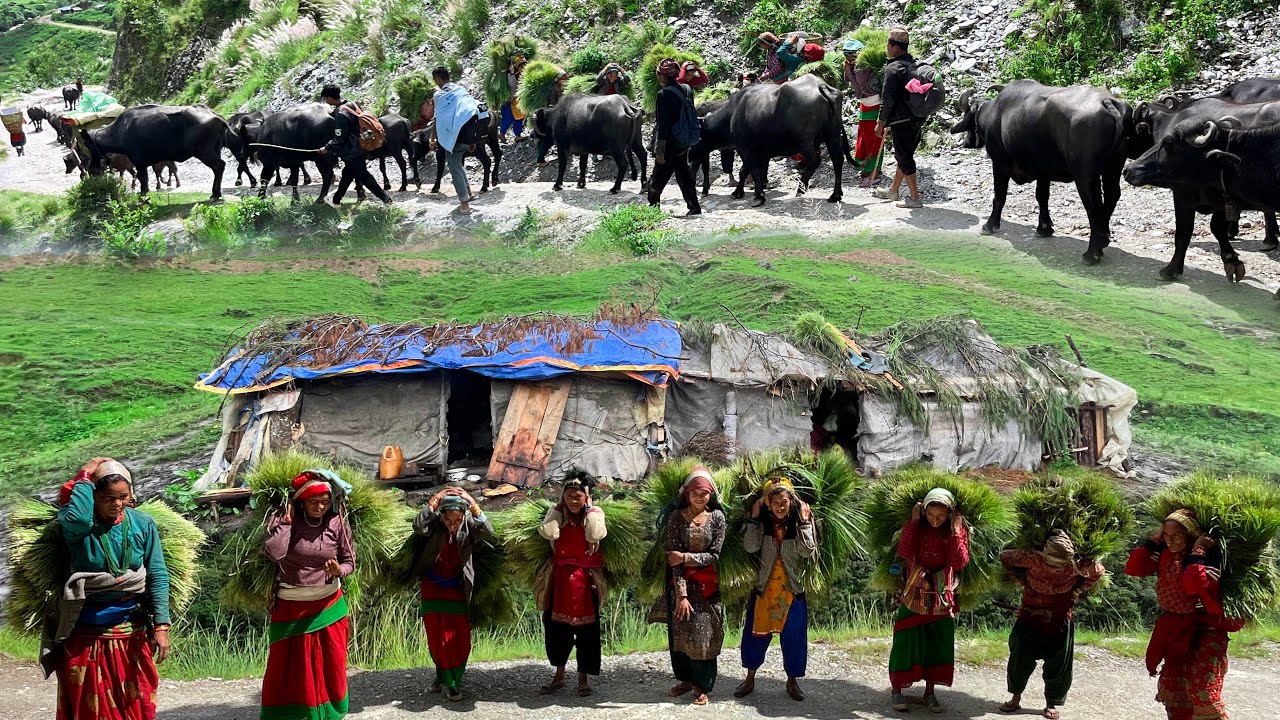 The Peaceful Relaxing Himalayan Village Life | The Buffalo’s Journey ...