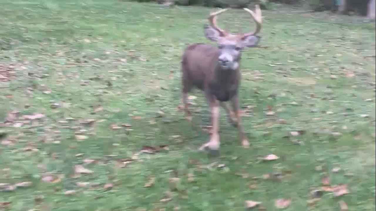 Whitetail deer attacks father in back yard! - YouTube