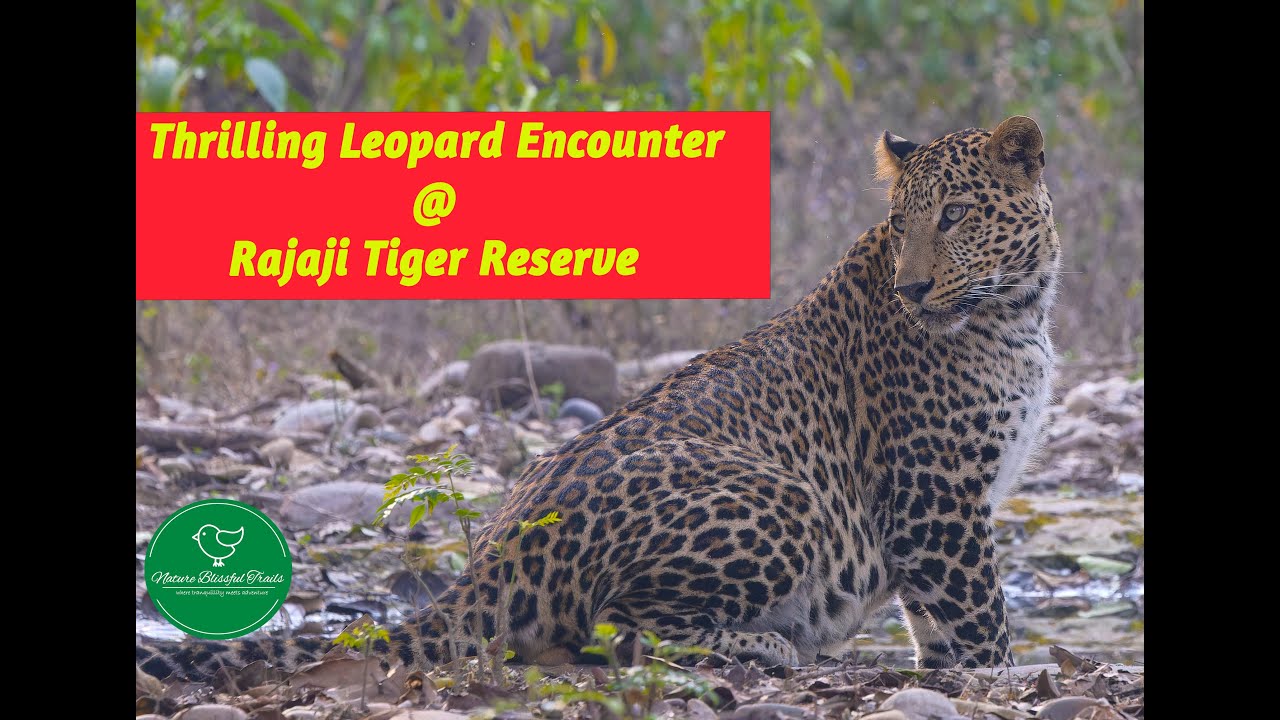 Rajaji Tiger Reserve | Jungle Safari | National Park | Leopard | Wildcats | Rajaji Mohand Gate ...