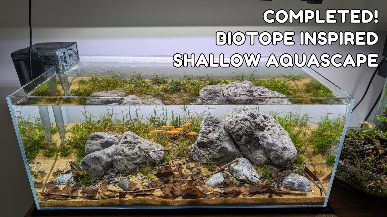Shallow Biotope Aquascape is COMPLETE! - YouTube