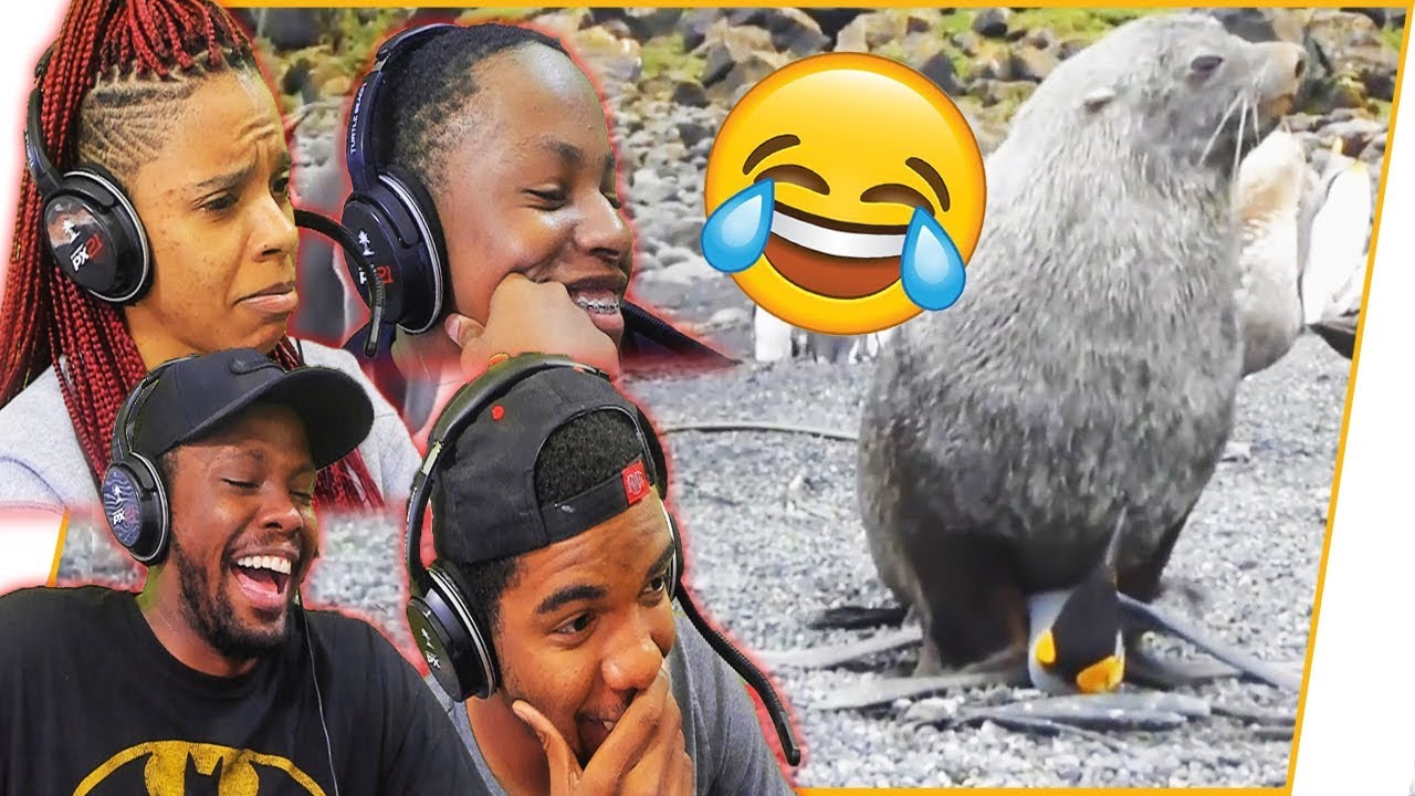 Seal FORCES Itself On Penguin! (Reaction) - YouTube