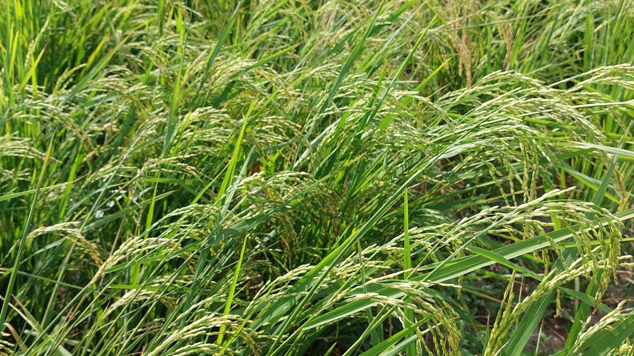 PATUBIGAN KO MUNA ANG AKING MGA TANIM NA PALAY... - YouTube
