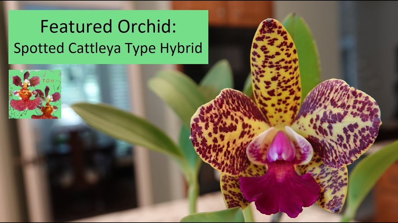 Featured Orchid: Spotted Cattleya Hybrid | Isn't She Lovely? | A First ...