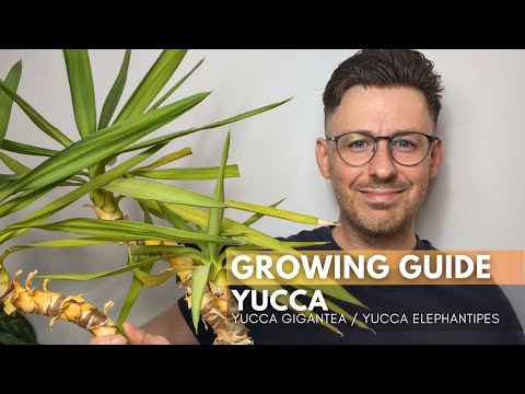 How To Care For Spineless Yucca Plant
