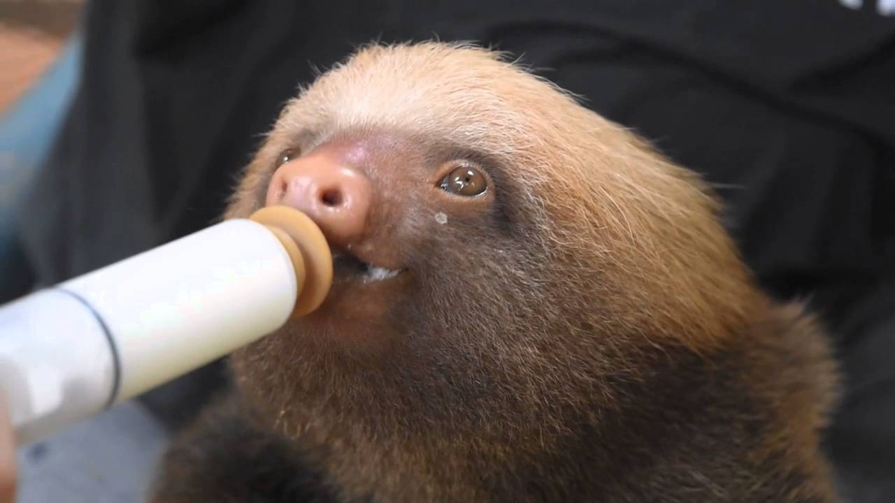 Beyonce the Sloth Drinking Milk! Sloths LOVE Milk! - YouTube
