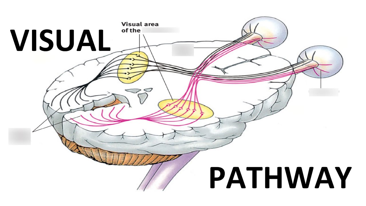 Visual Pathway - YouTube
