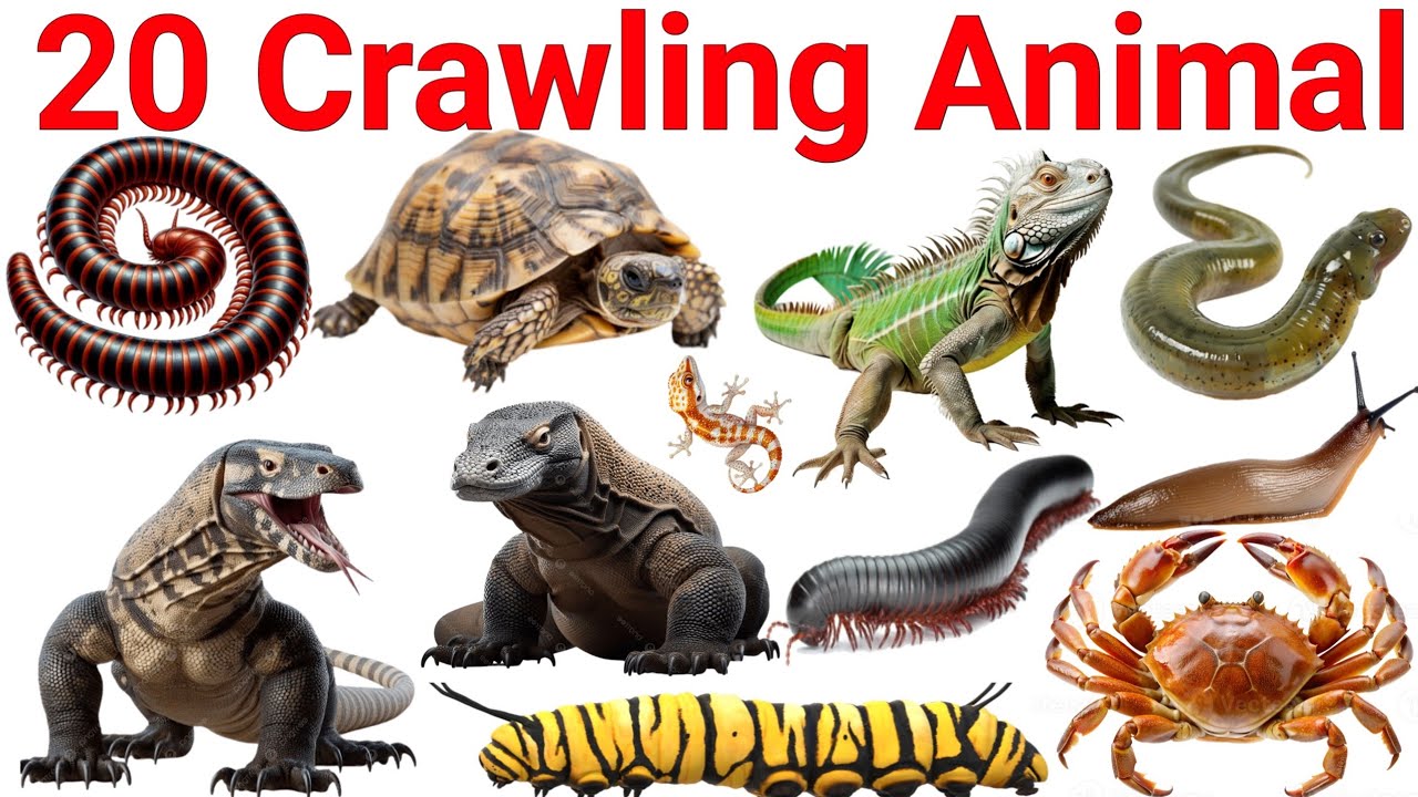 Crawling Animals for Kids | Learn 20 Crawling Animals - YouTube