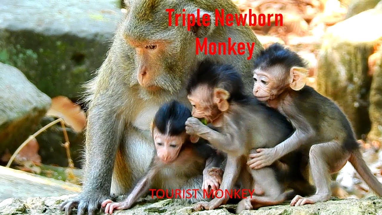 OMG See Triple newborn monkeys stay with only one Mum, Very adorable ...