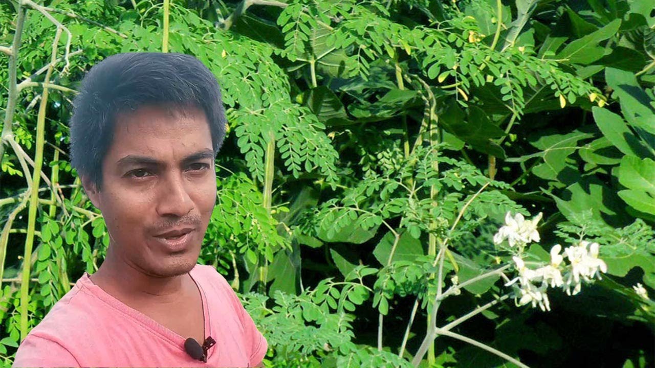 Sojne chas in kakdwip | ODC 3 Drumstick Cultivation Field @Nomad ...