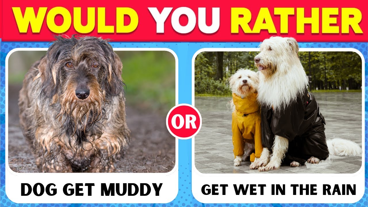 Would You Rather Dog Edition | Quizzer's Challenge - YouTube