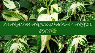 MARANTA ARUNDINACEA / ARROWROOT - CARE AND TIPS FOR BEGINNERS 🌿