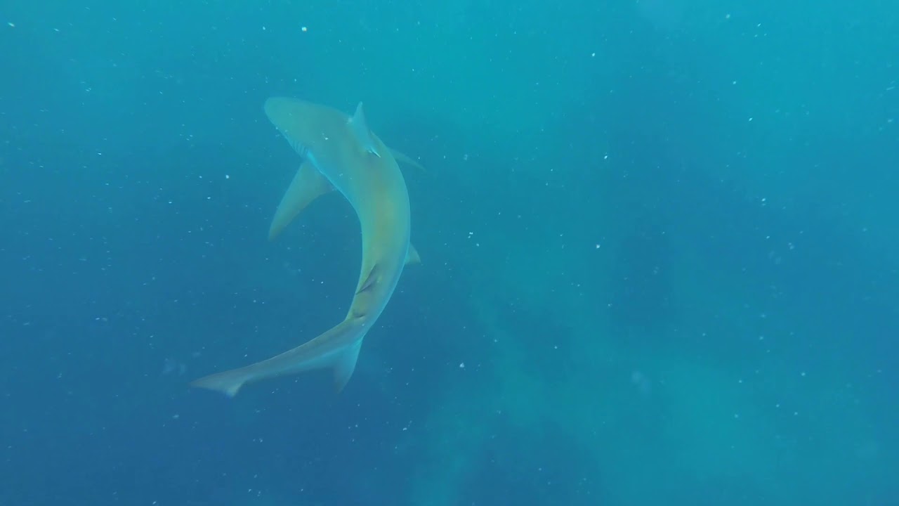 Western Rock Lobster | Sharks | Scuba Dive - YouTube