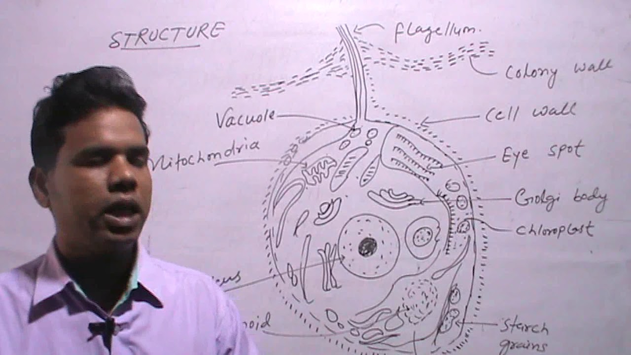 VOLVEX(Algae):Classification,Structure,Reproduction - YouTube