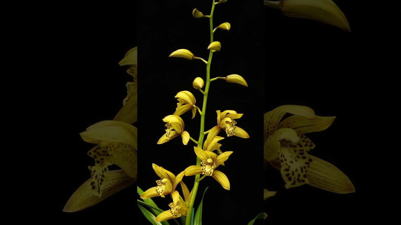 orchids: A MOMENT (Cymbidium Chen’s Ruby ‘Gold Tiger’) - YouTube