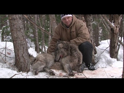 Wolf Trapping Tutorials ( and hunting) - YouTube