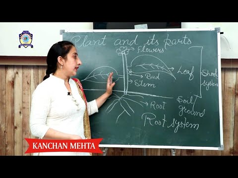 Plants and its Parts| Class 3rd | KANCHAN CLASSES - YouTube