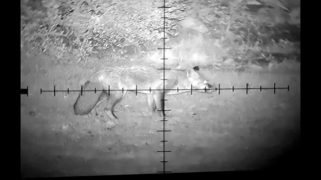 The Shooting Show – back-garden foxing with Mark Ripley - YouTube