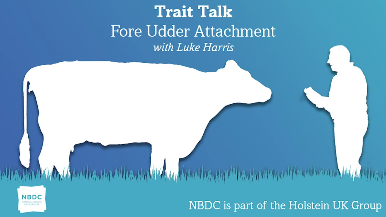 Trait Talk - Episode 11 - Fore Udder Attachment - YouTube