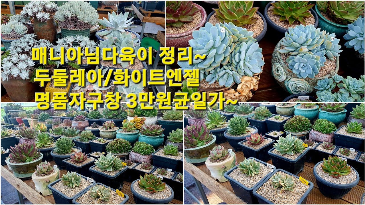 ๐ฅ๋งค๋์๋ค์ก์ด์ ๋ฆฌ๐ฅํ์ดํธ์์ ค๊ตฐ์3๋ง์ ๋๋๋ ์๊ตฐ์3๋ง์์๊ตฌ๋ฒ์๋ช
ํ์ฐฝ3๋ง์๊ท ์ผ๊ฐ๋ก ๋ํ
ํ์ธ์ ํ์ดํธ์์ ค ์์๋ ํ๋ฆฌ๋
ธ์ฌ
