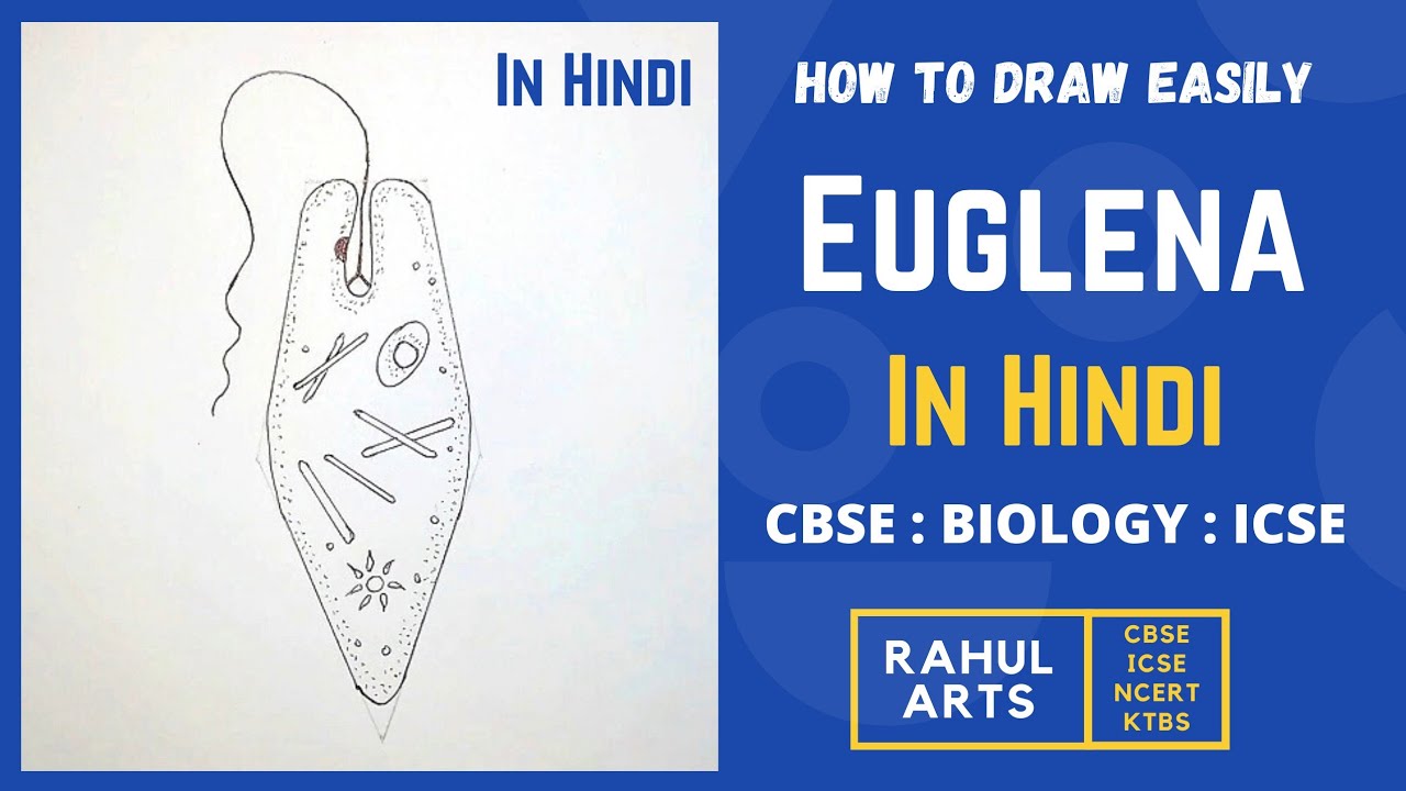 How to Draw Euglena Easily Step by Step in Hindi - YouTube