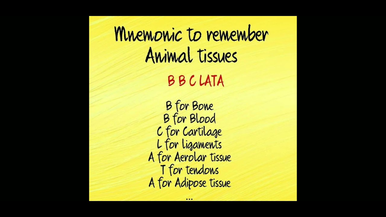 NEET | Mnemonic to remember Animal tissues Easily! - YouTube