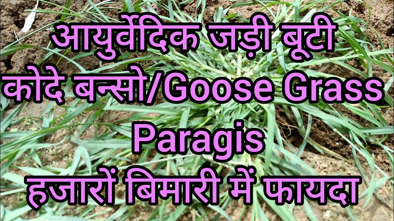 Goose Grass/ Paragis / कोदे बन्सो मेडिसनल पौधा | इस Weeds में छुपा है ...