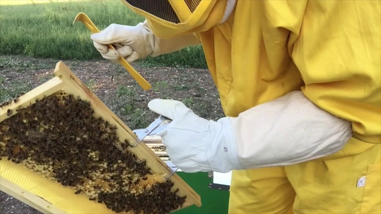 APE FUCAIOLA O APE REGINA FUCAIOLA?...COSA FARE? COME RICONOSCERLA ...