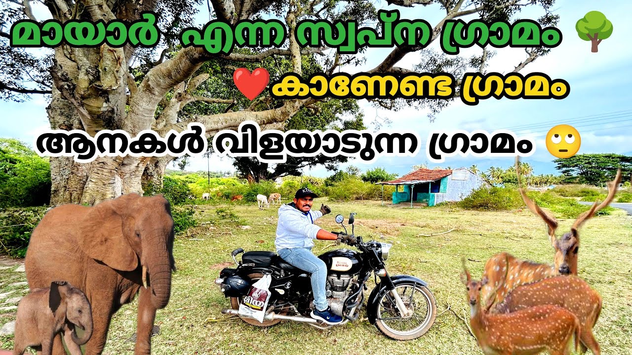 ഗ്രാമത്തിലേക്കു ആന വന്നപ്പോൾ 😱#mayar gramam #masinagudi #ooty - YouTube