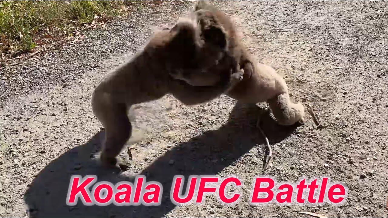 Funny Koala Fight Compilation - YouTube