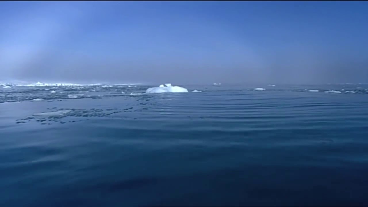 Walrus Attacks Kayak - YouTube