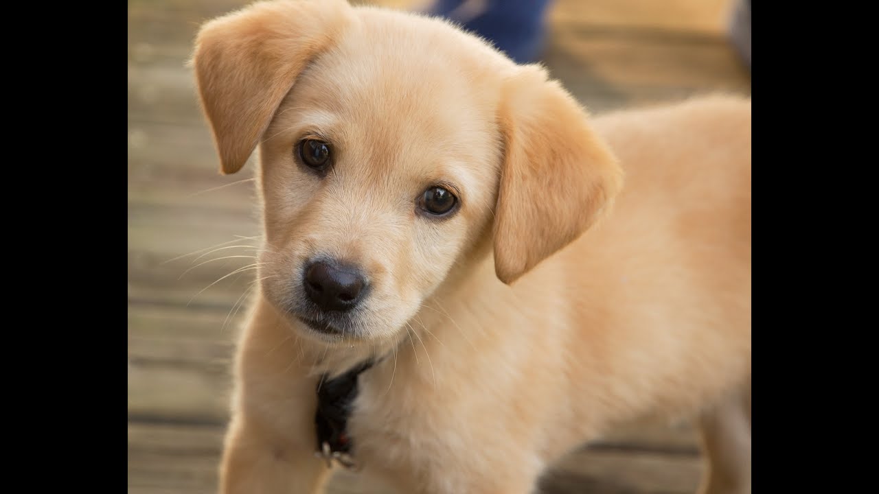 3 Quick Tips To Stop Possessive Dog - YouTube
