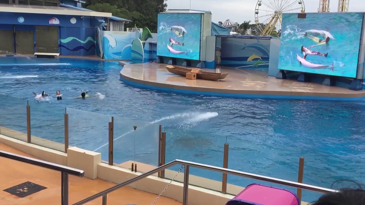 SEAWORLD Dolphin Show . / SHAMU The cutest whale 🐋.. - YouTube