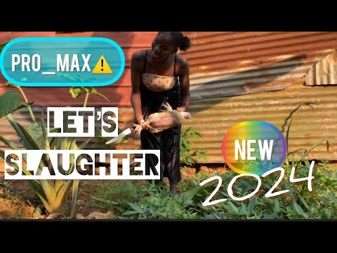 Slaughtering Chicken in 2024//VILLAGE LIFE🐓