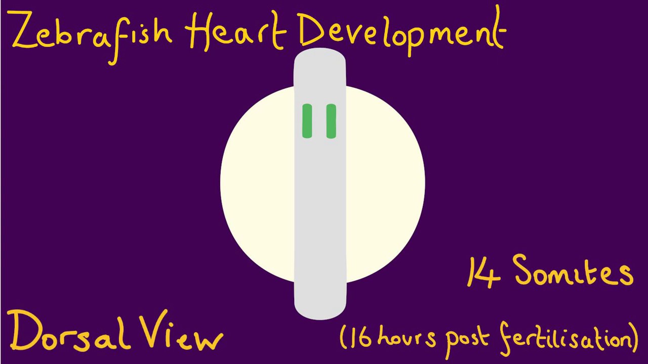 Zebrafish Heart Morphogenesis - YouTube