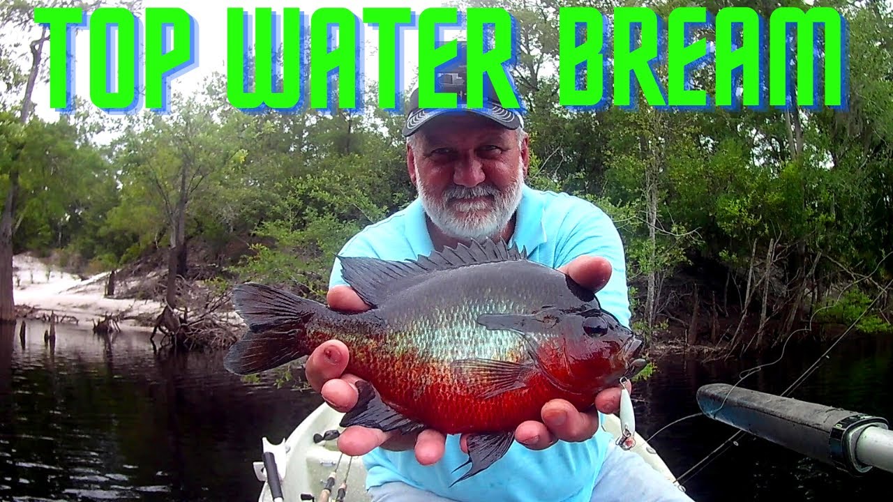 Catching BIG BREAM on TOP WATER LURES; Light action tackle for LARGE ...