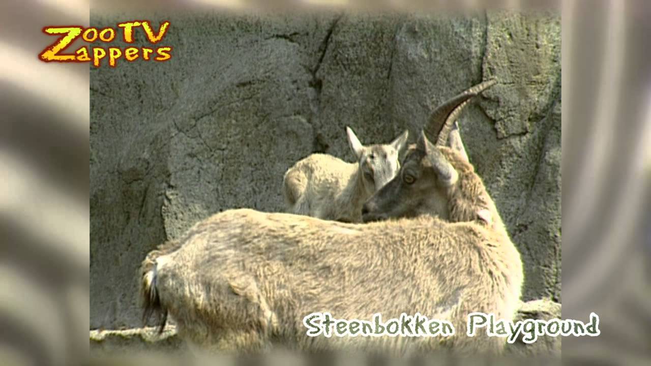 ZooZappers - Alpensteenbok - Capra Ibex - steenbok #04 - YouTube