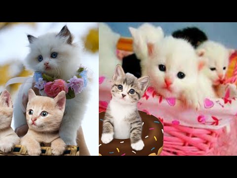 Baby Cats _ Cute and Funny Cat Videos Compilation #1 - YouTube