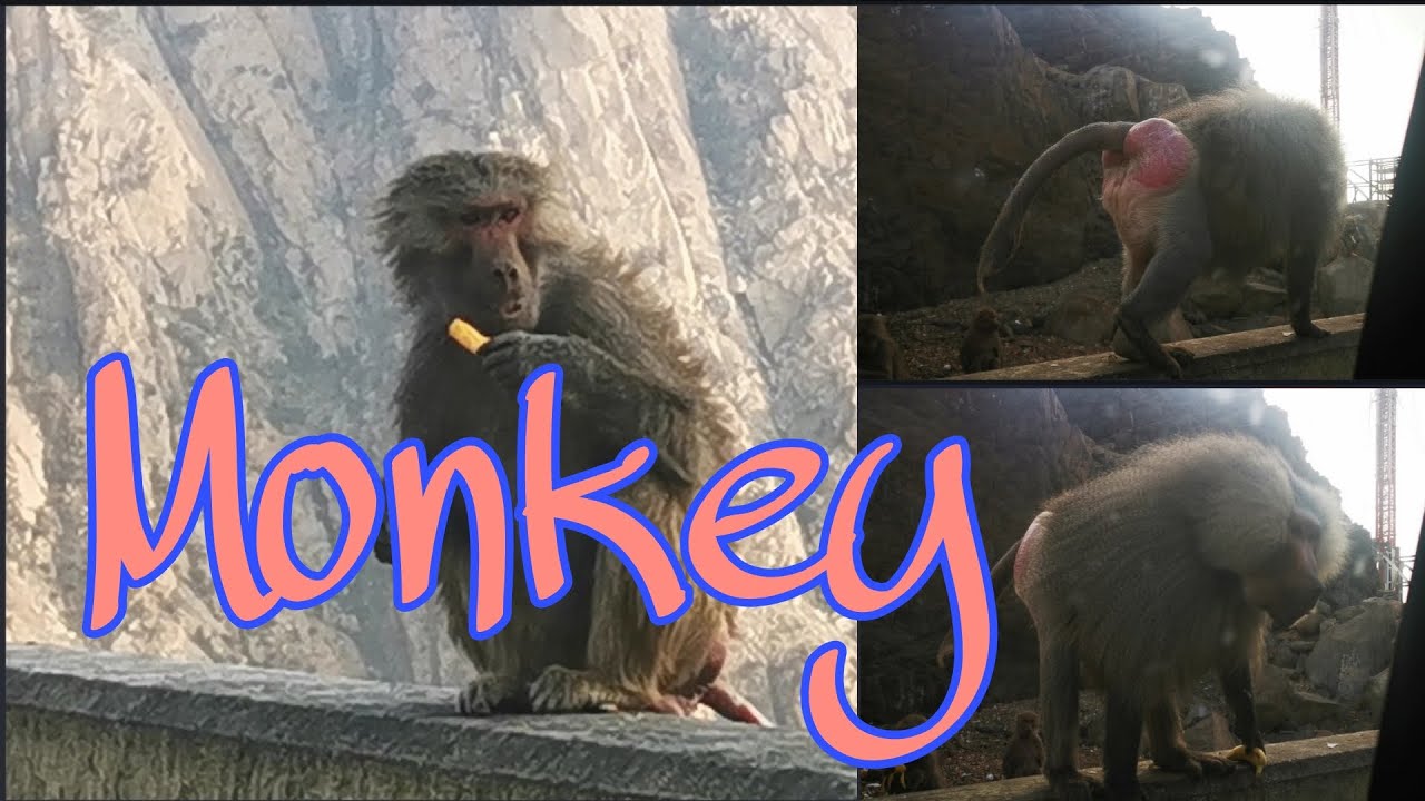 ♒ BABOON MONKEYS ALONG THE ZIGZAG ROAD AL HADA TAIF | GiLO - YouTube
