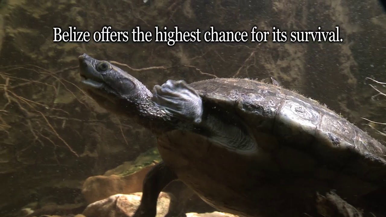 Trailer for ‘Hope for Belize’s Hicatee: Central American River Turtle ...