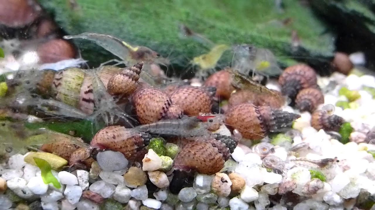 Thiara winteri - die gestachelte Turmdeckelschnecke, mit NZ von Neocaridina davidi Blue Dream ...