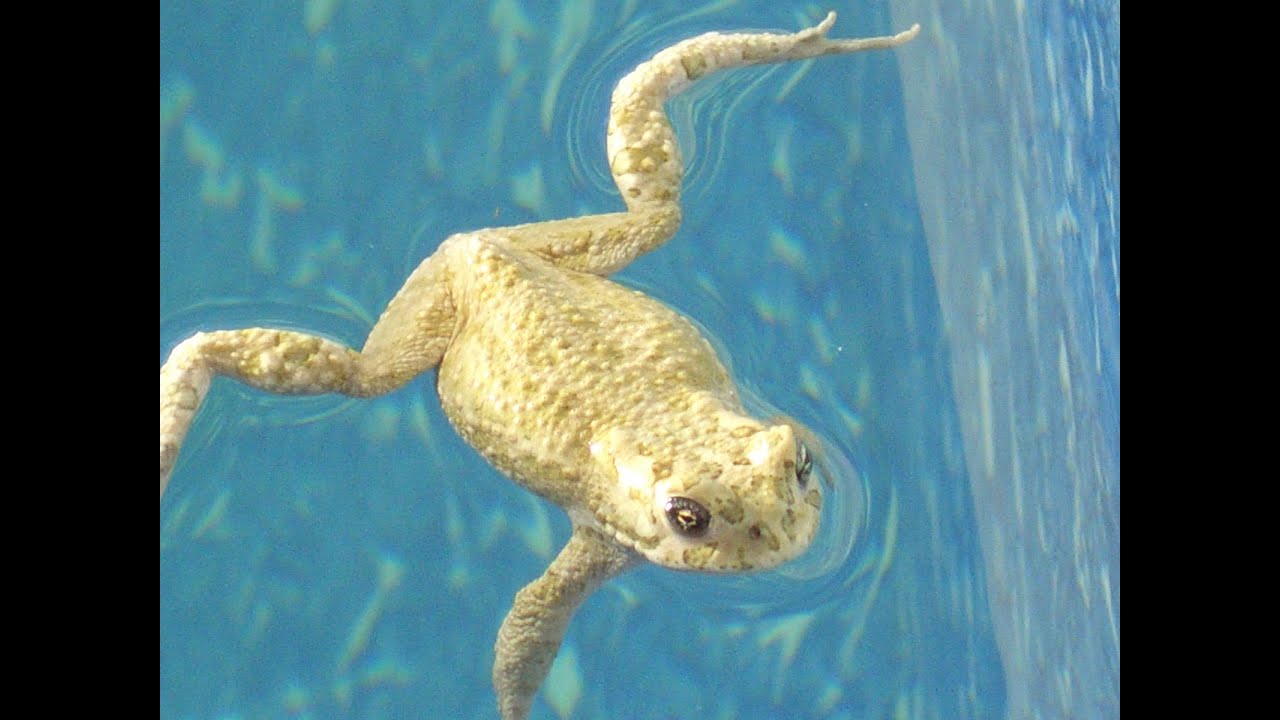 Toads and Frogs Mating - filming and photography in my garden in Cyprus ...