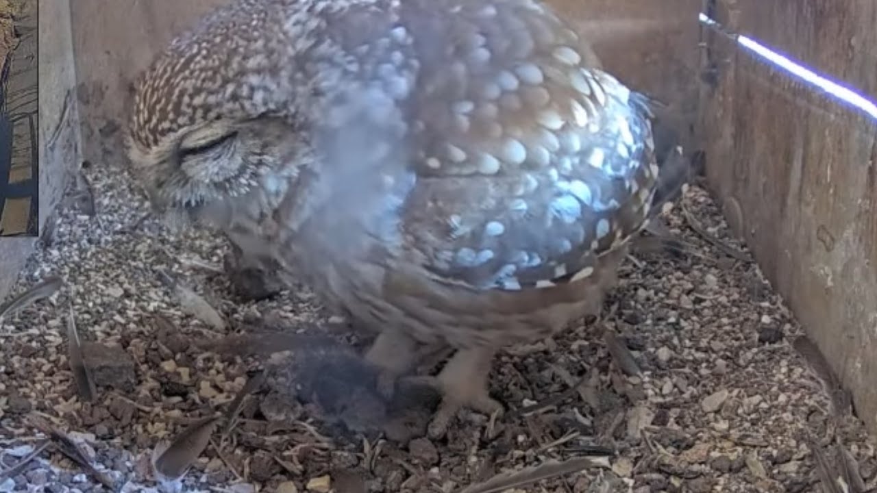 Little Owl Eats Stored Rodent in Nest Box - YouTube