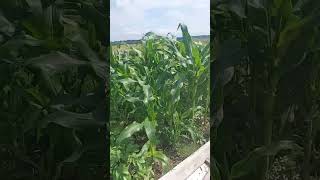 Corn, potatoes and pumpkin: companion planting is thriving!