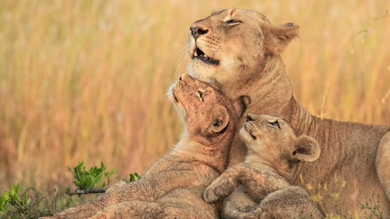 BAN THE ZOOS - YouTube