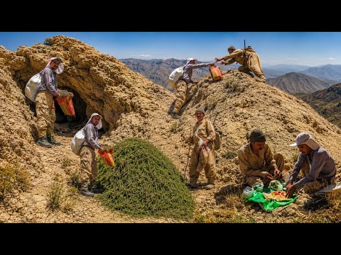 ⛰️ Climbing Dangerous Cliffs for Wild Herbs 🧗 | A Challenging Journey to Gather Wild Plants 🌿