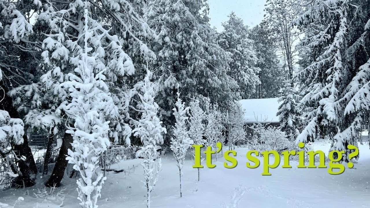 Surprise! Spring snowstorm in my garden - YouTube