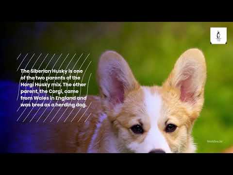 Husky Corgi Mix - The Horgi Breed (Summary)