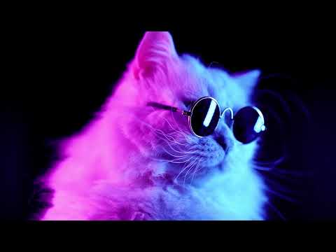 (1080p HD Telifsiz) Gözlük Takan Kedi Videosu