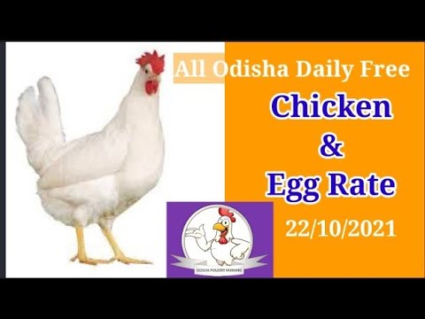 22/10/2021କୁକୁଡ଼ା, ଅଣ୍ଡା, ମାଂସ, ମାଛ ଦର Today Suguna, Pasupati, Vencob ...