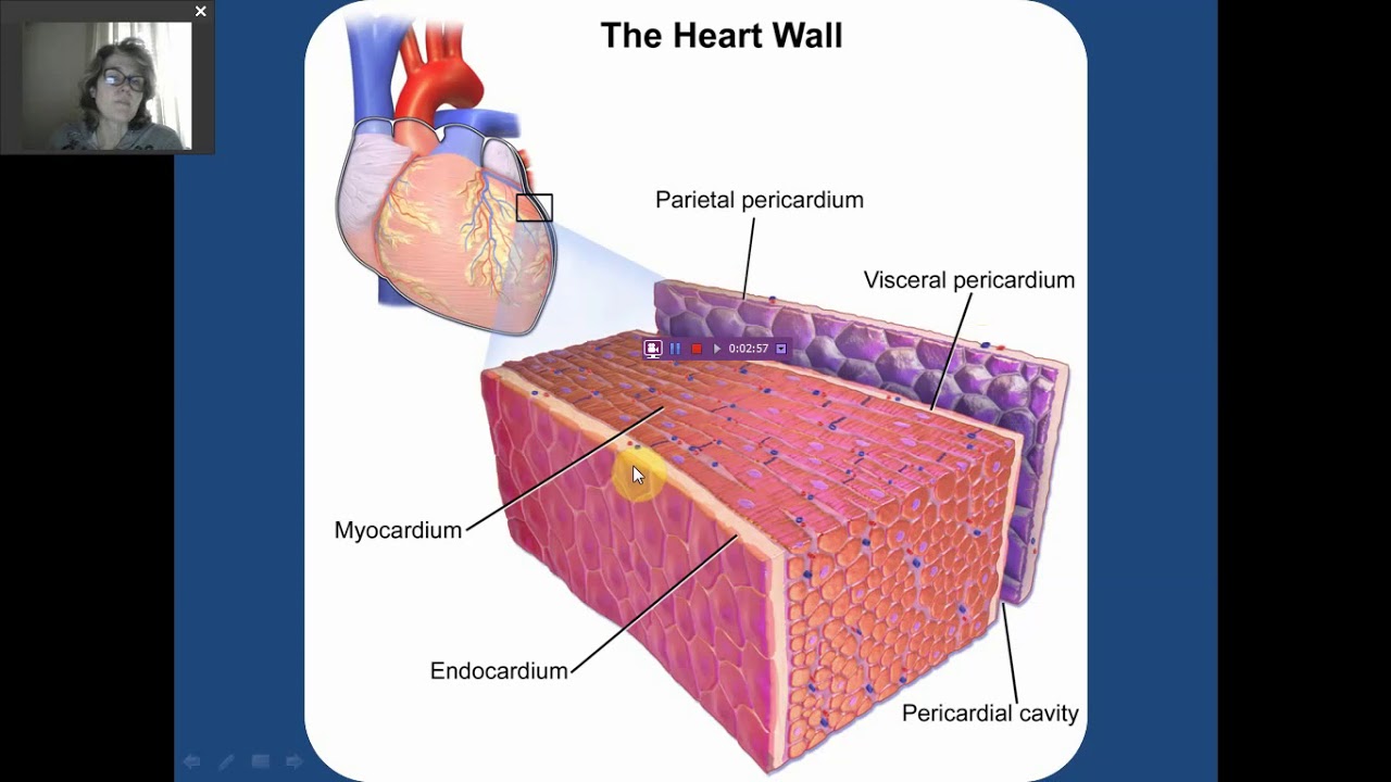 anatomska gradja srca mp4 - YouTube